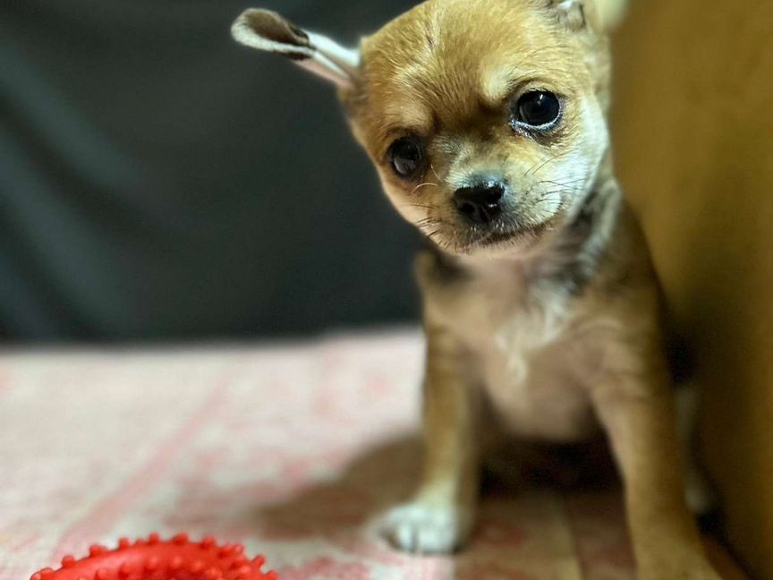 Щенки чихуахуа