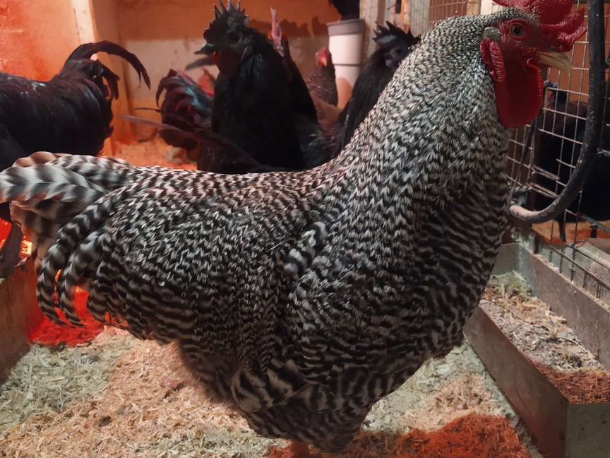 Молодые петушки