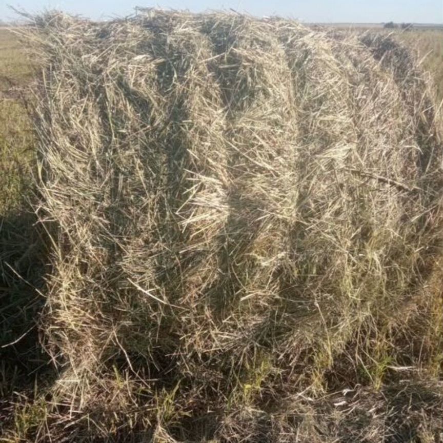 Сено суданка