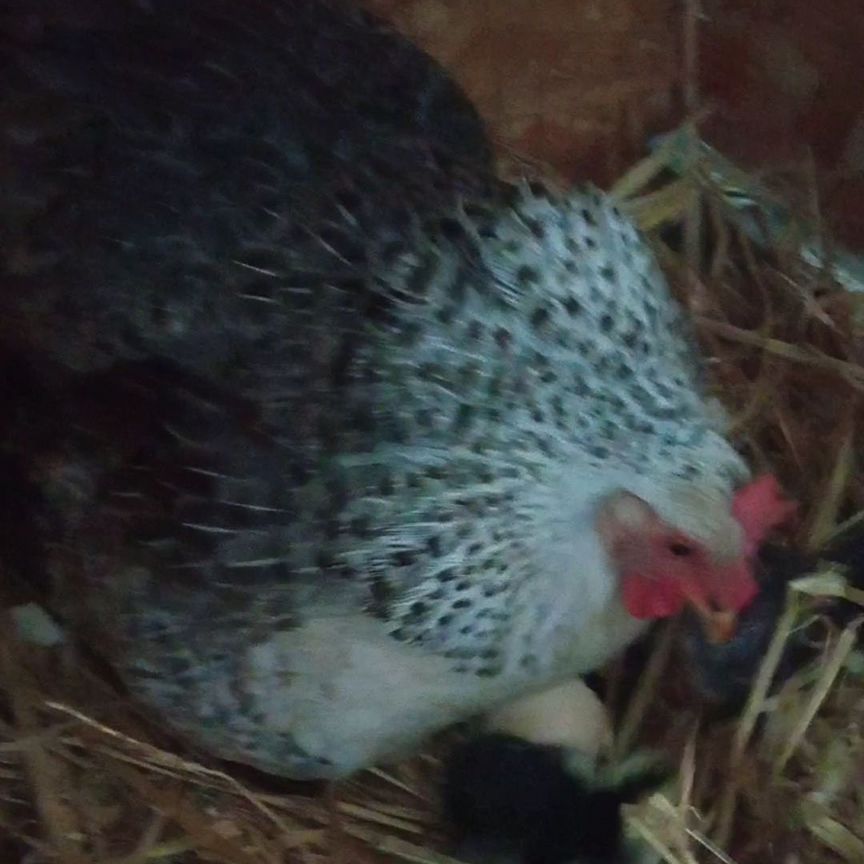 Квочка с цыплятами