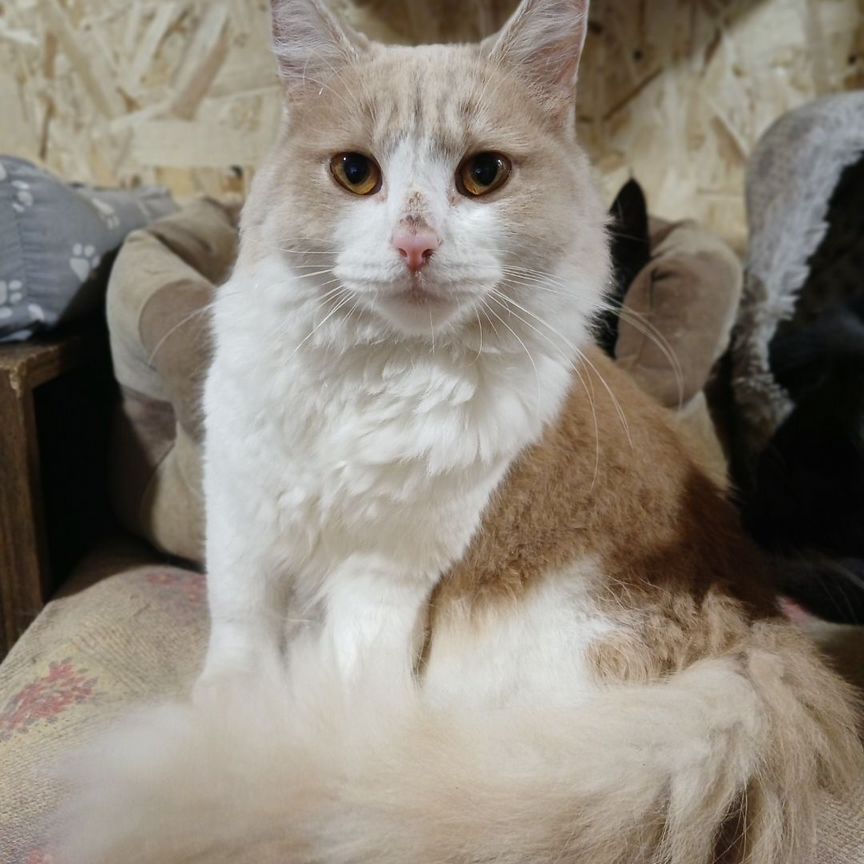 Кошки