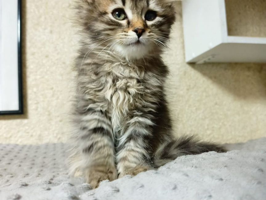 Сибирская кошка бесплатно