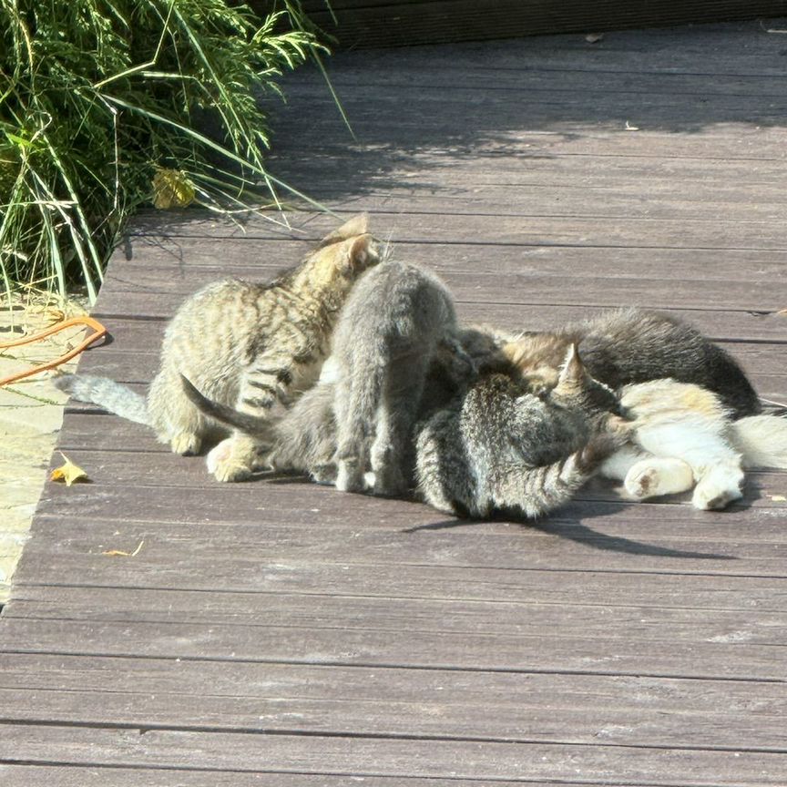 Домашние животные котята