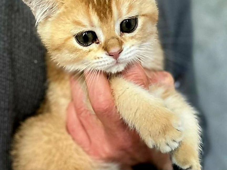 Шотландская золотая шиншила кот