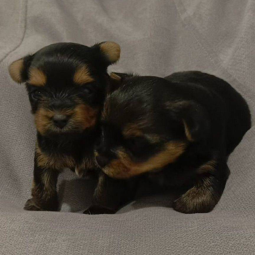 Йоркширский терьер, щенок