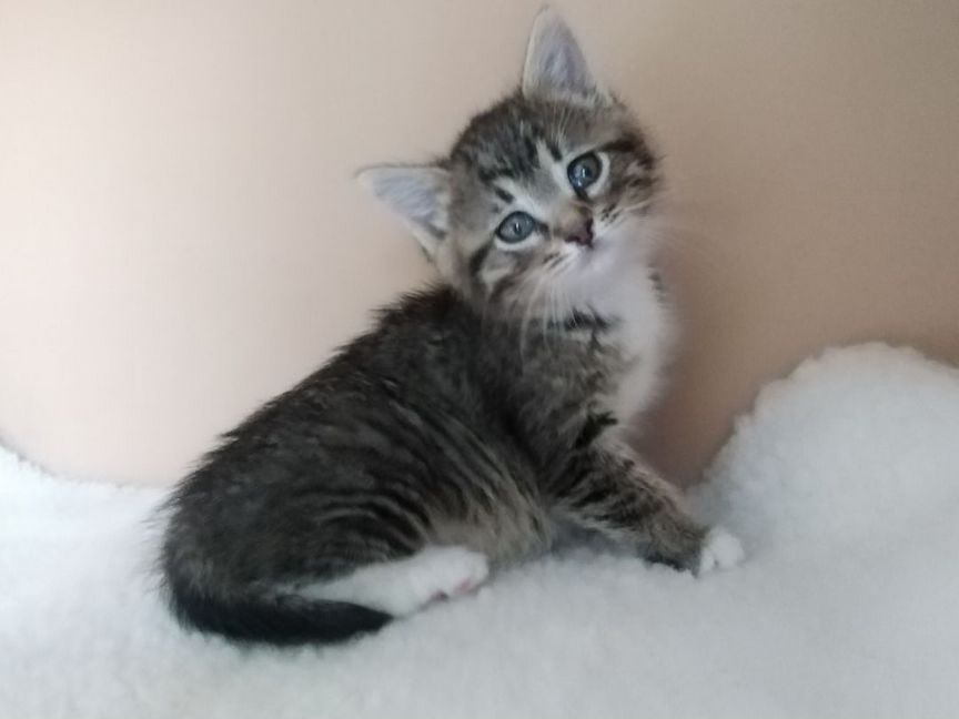Котёнок Сима 2 мес ищет дом