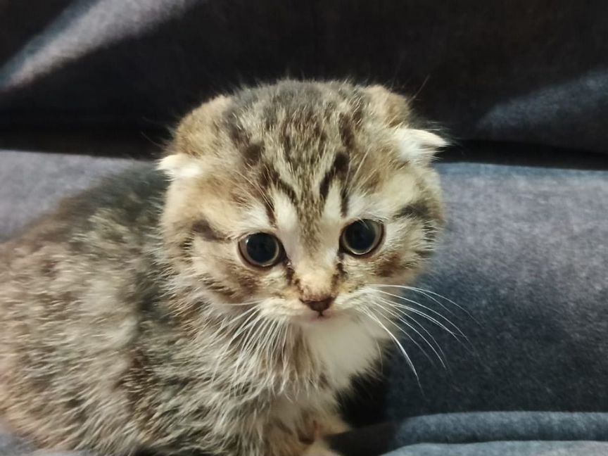 Шотландские вислоухие котятки