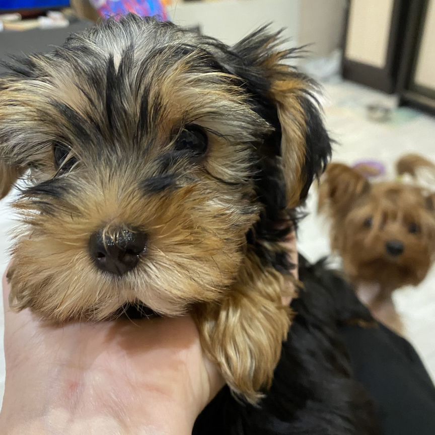 Йоркширский терьер, щенок