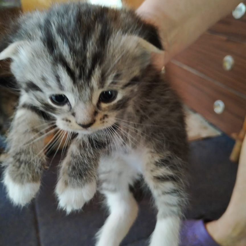 Котята сиротки