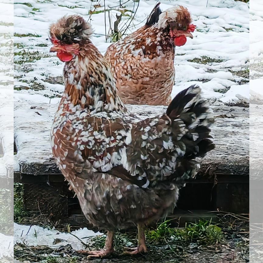 Инкубационное яйцо русской хохлатой и виандот