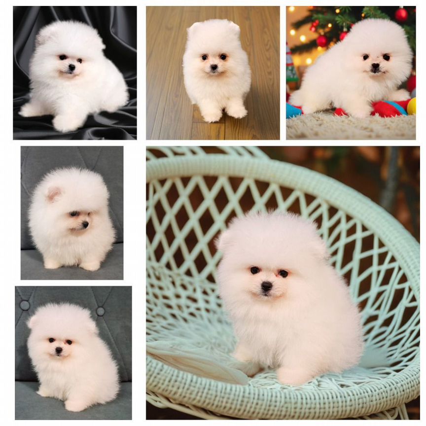 Померанский шпиц - мальчики и девочки