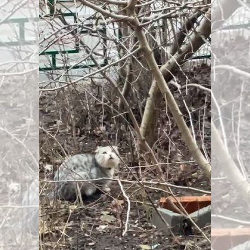 Кошечка в добрые и ответственные руки