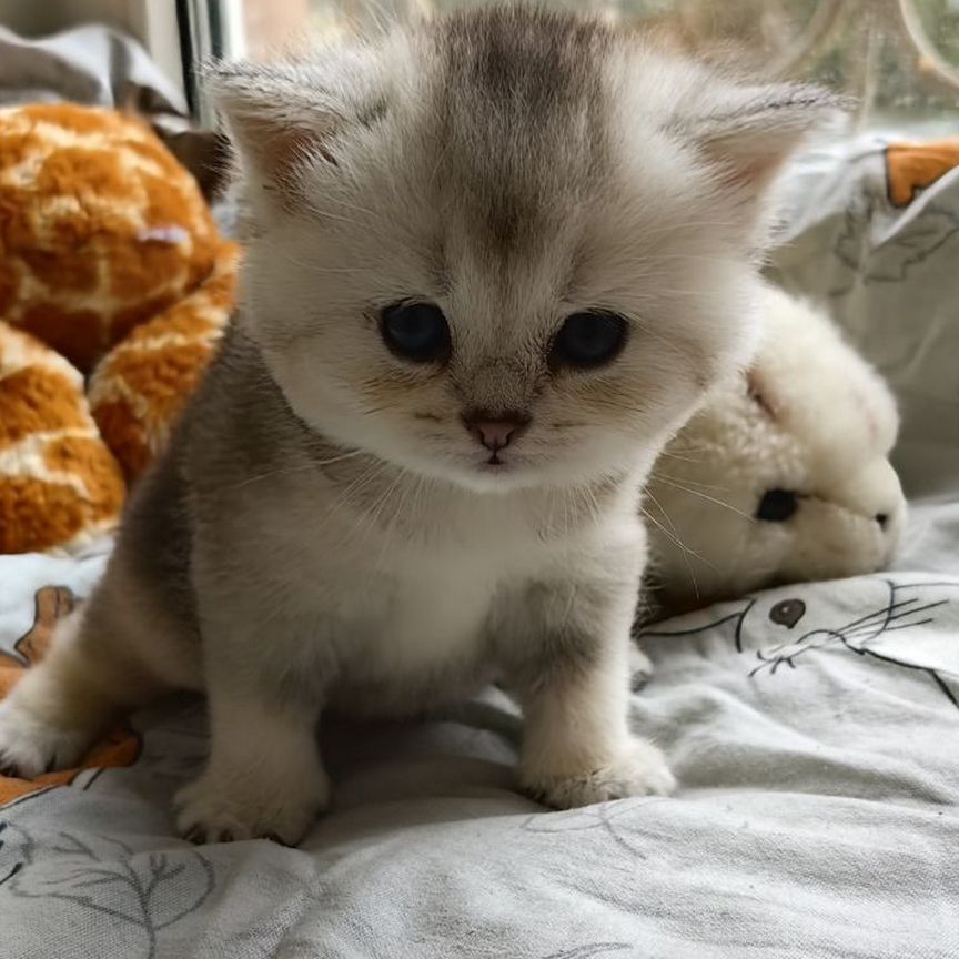 Шотландский прямоухий короткошёрстный котёнок