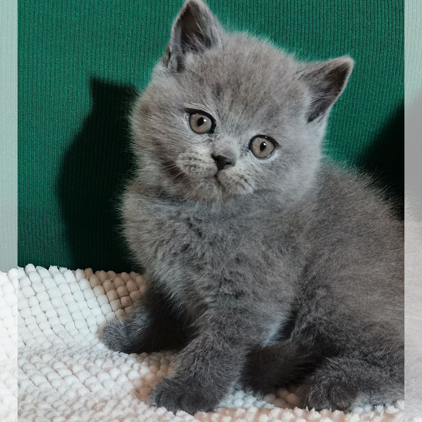 Британский кот. Окрас голубой
