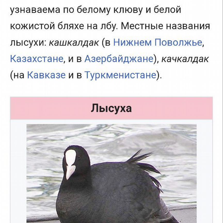 Птица лысуха