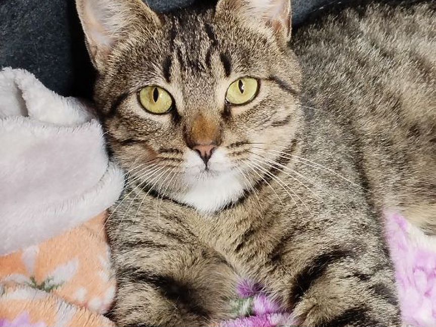 Котенок