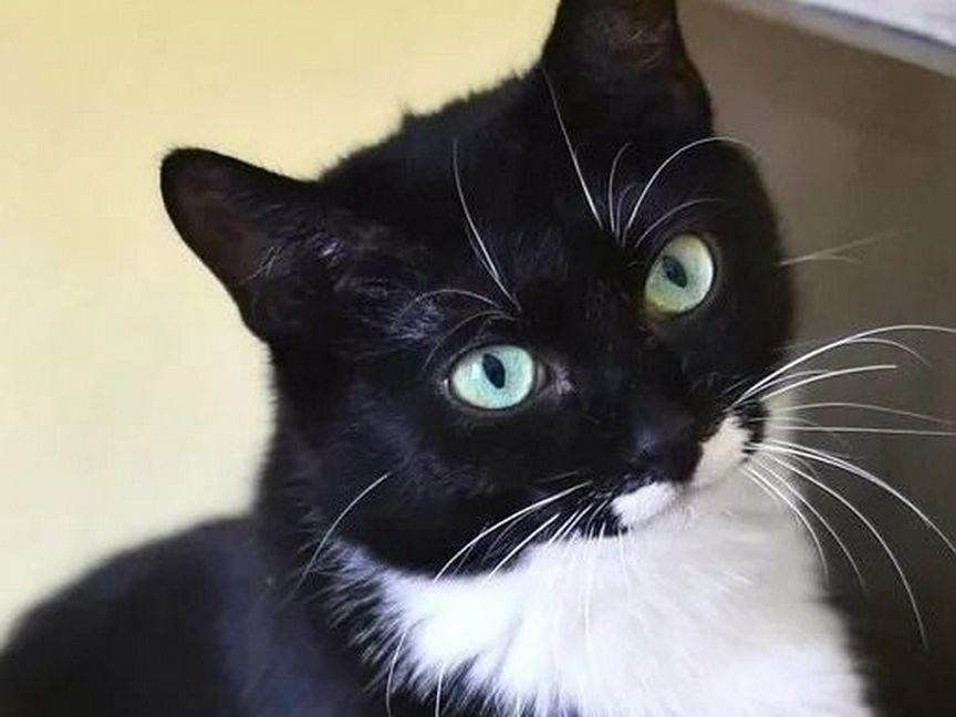 Очень ласковая маркизная кошечка Далия в дар