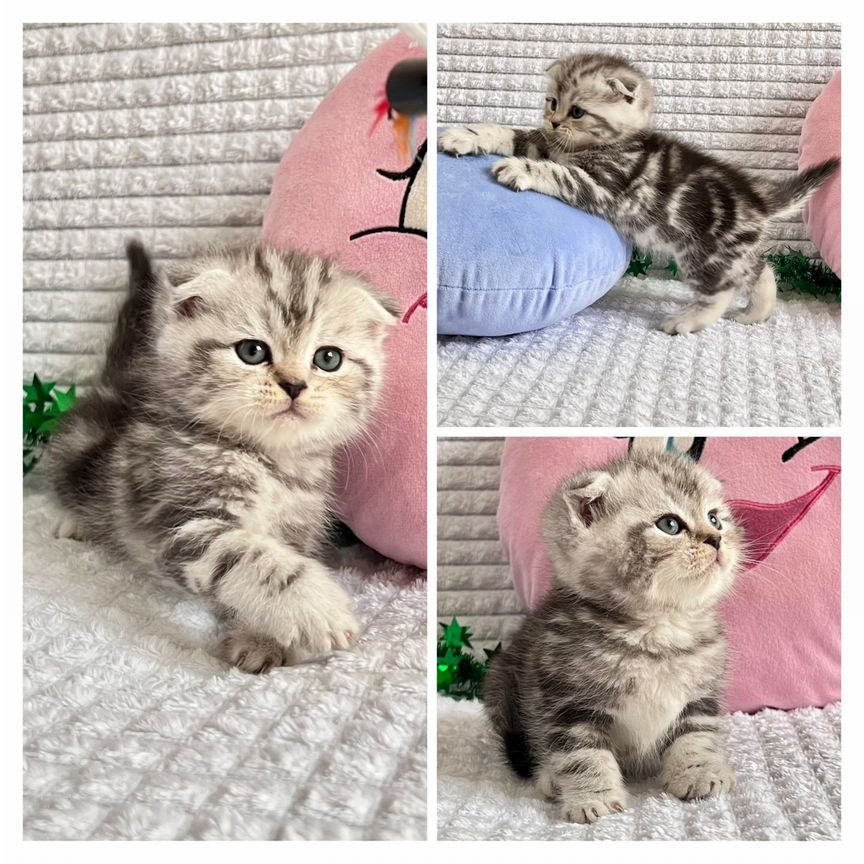 Шотландские котята