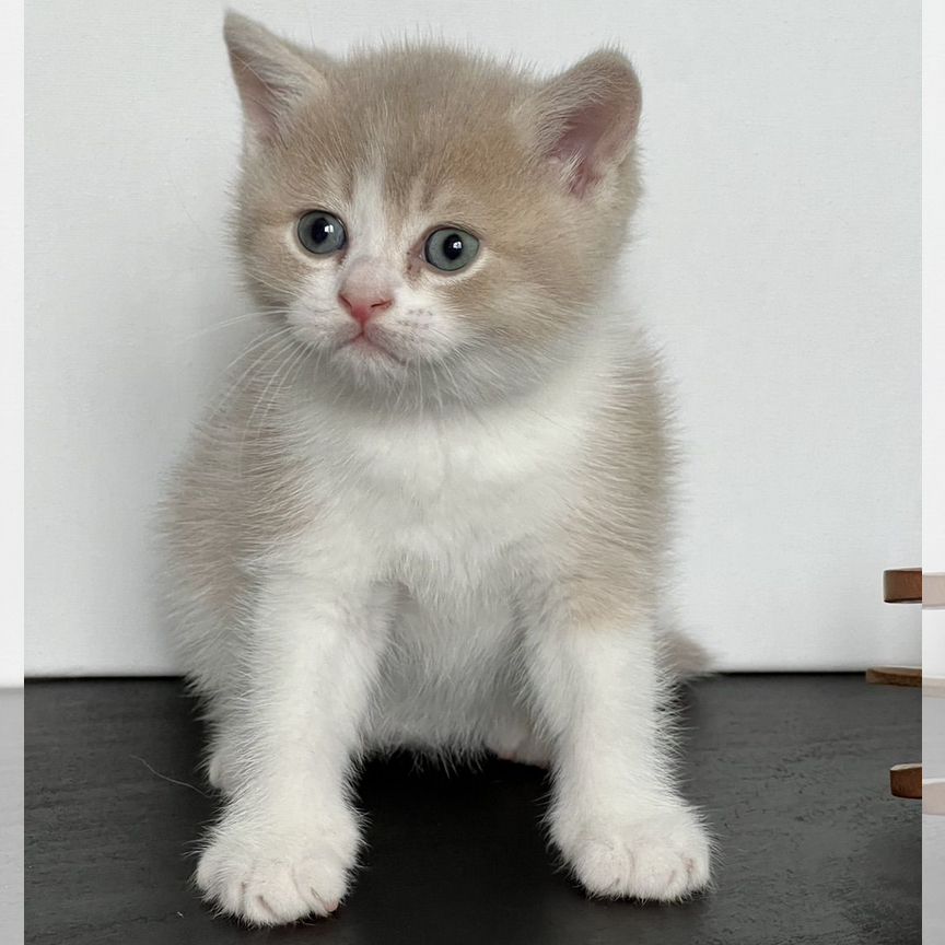 Британский короткошёрстный котёнок