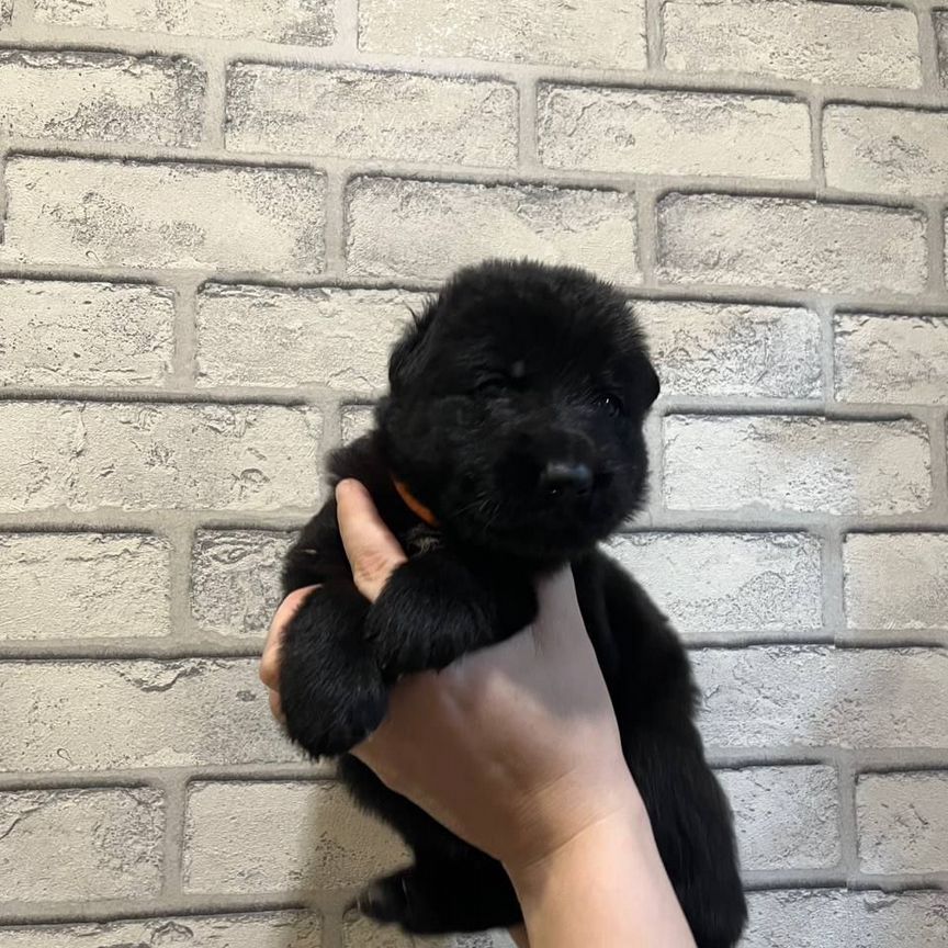 Немецкая овчарка, щенок