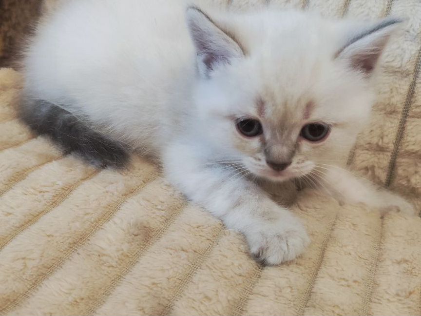 Шотландские котята