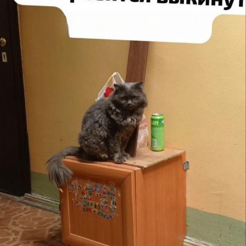 Котик