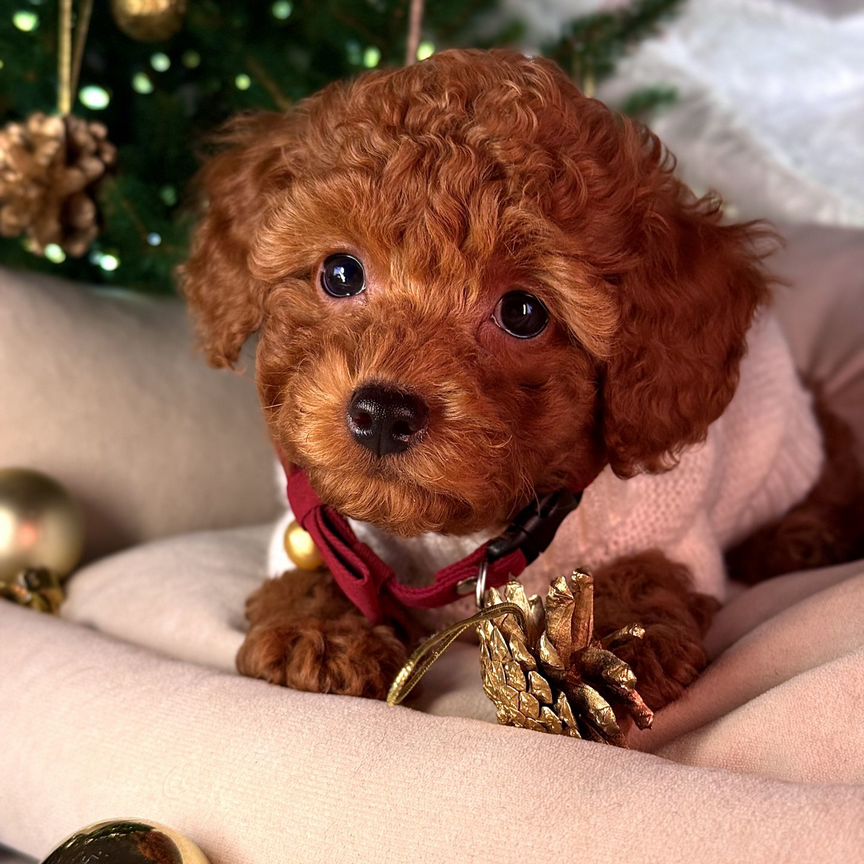 Той-пудель, щенок