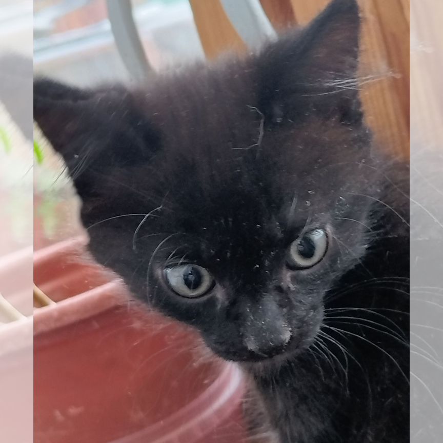 Котёнок от частного владельца