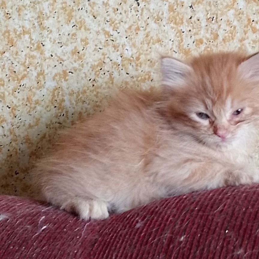 Рыжий котенок