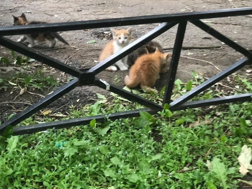 Очень нужен дом малышам или передержка