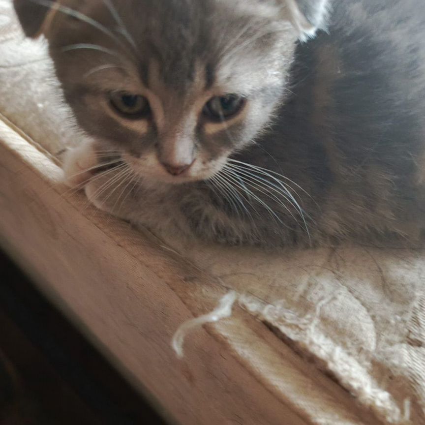 Шотландский вислоухий короткошёрстный котёнок