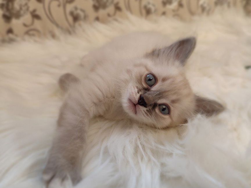 Невская маскарадная котята