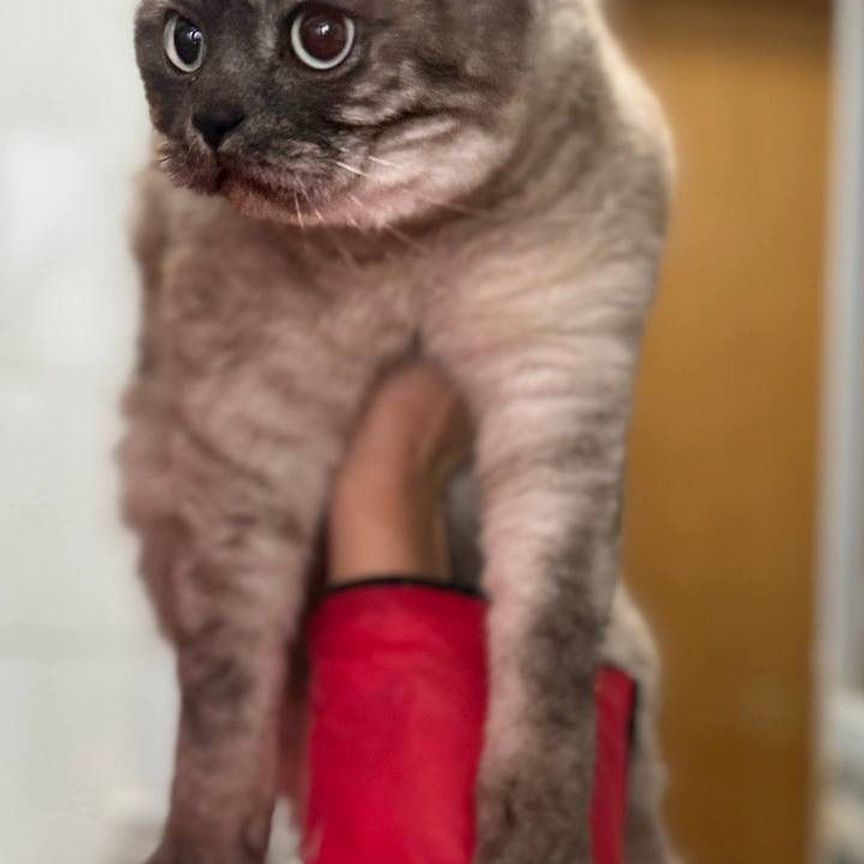 Взрослый кот в добрые руки