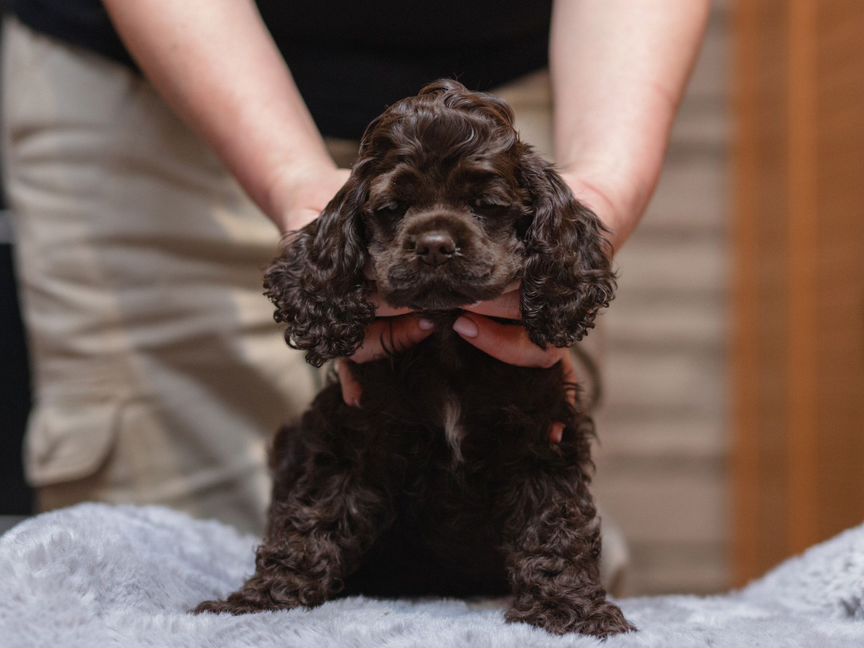 Американские кокерята