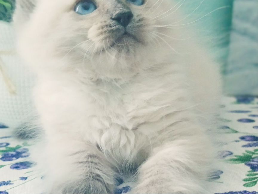 Невские маскарадные котята