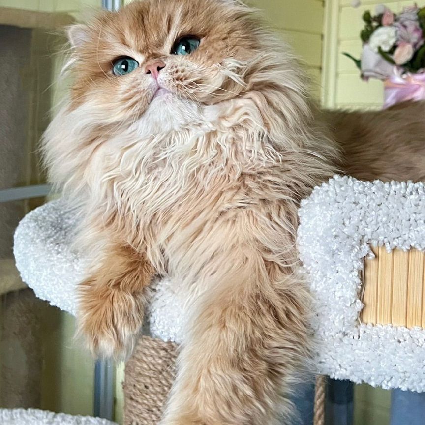 Котята золотая шиншилла. Мальчики и девочка
