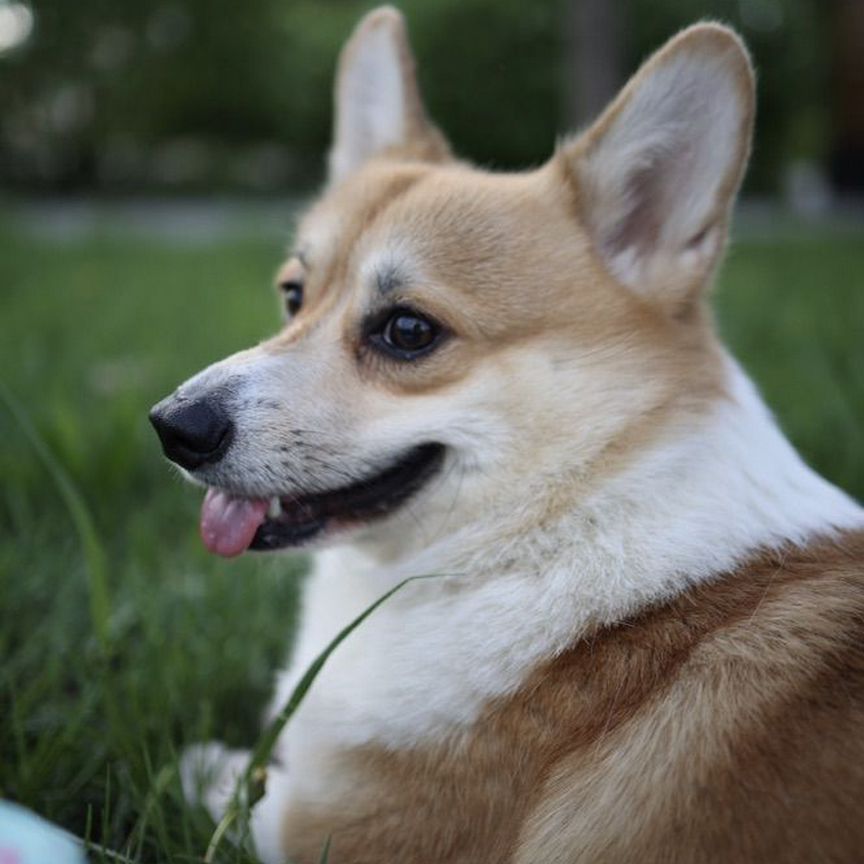 Случка Корги (в поиске принцессы )