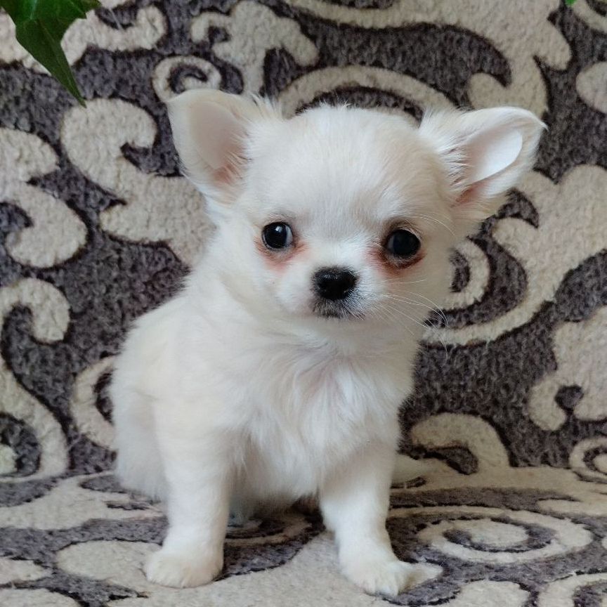 Малыши чихуахуа