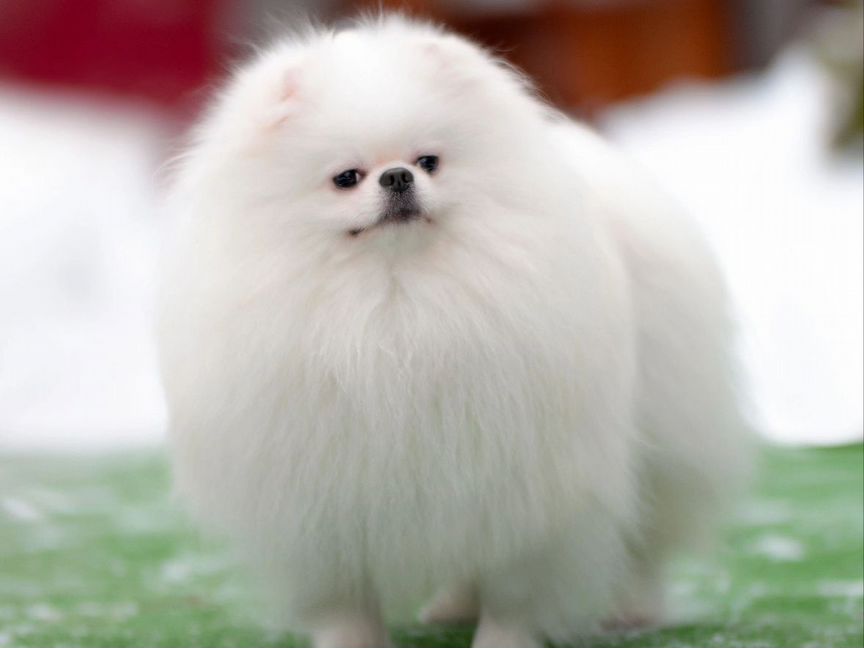 Щенки померанского шпица