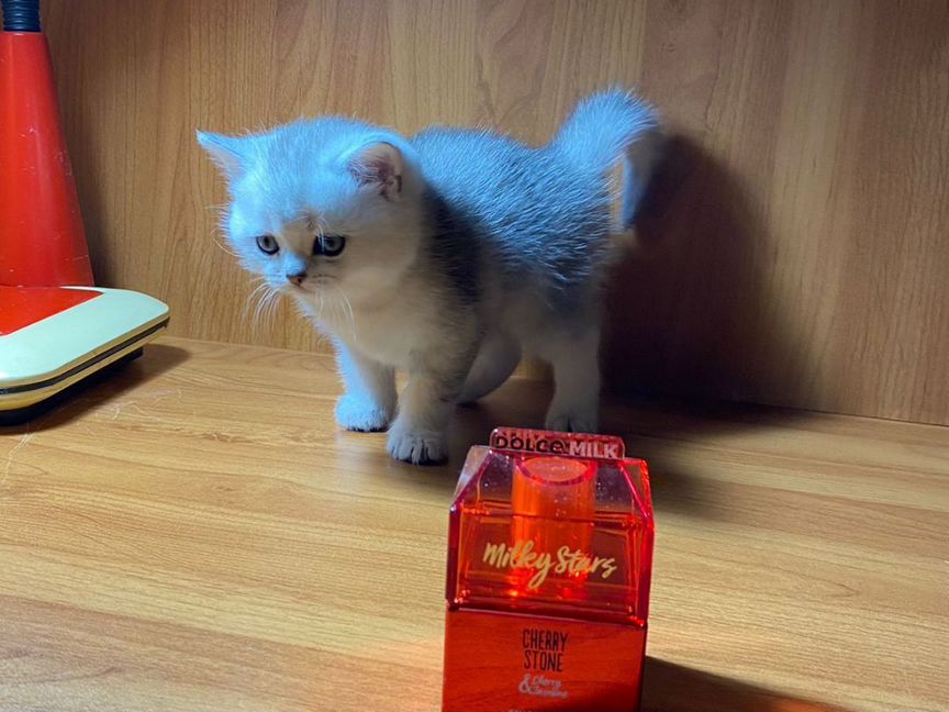 Шотландские котята