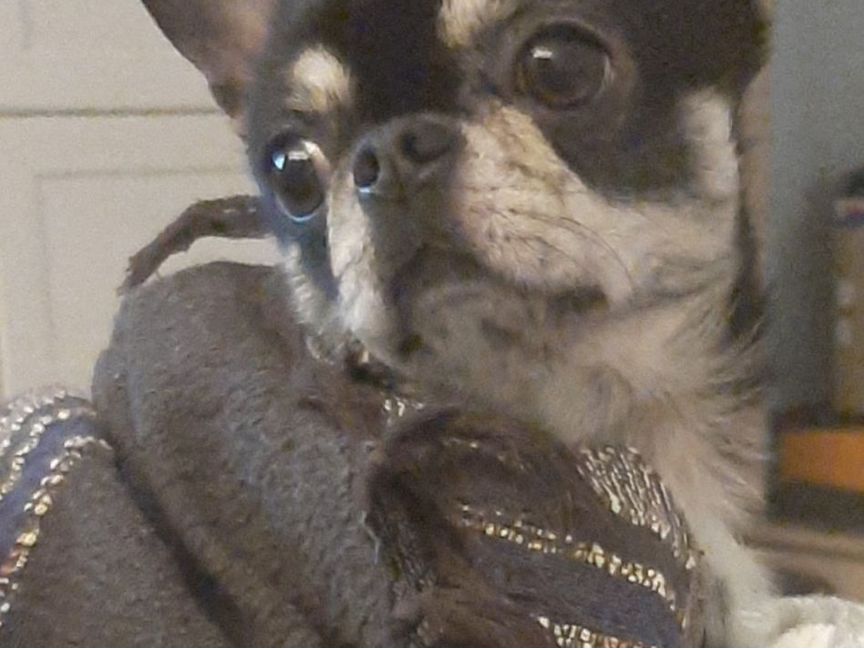 Чихуахуа бесплатно