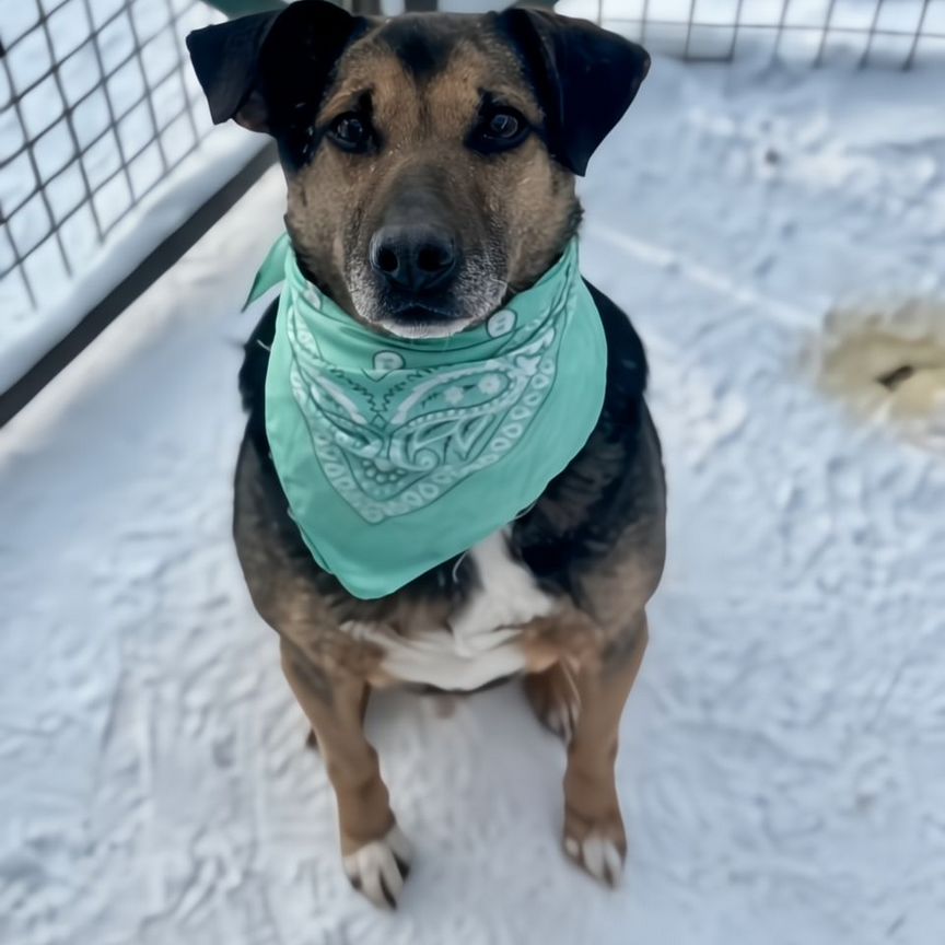 Взрослый пёс в добрые руки