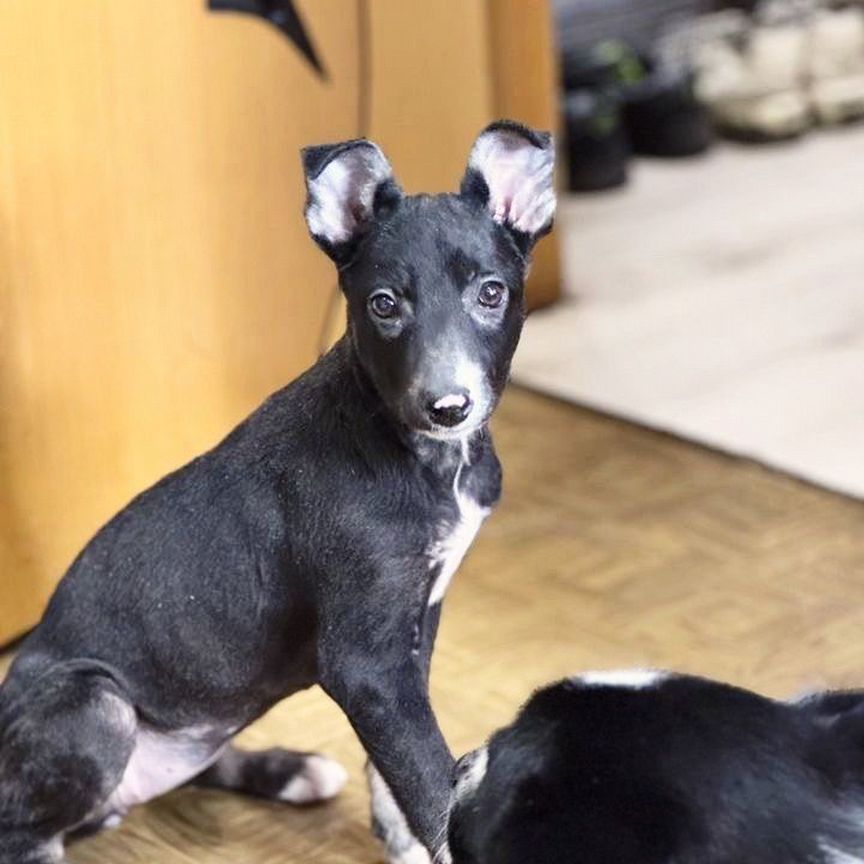 Щенок Лоя