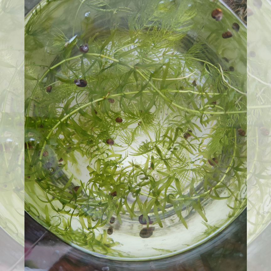 Аквариумные растения