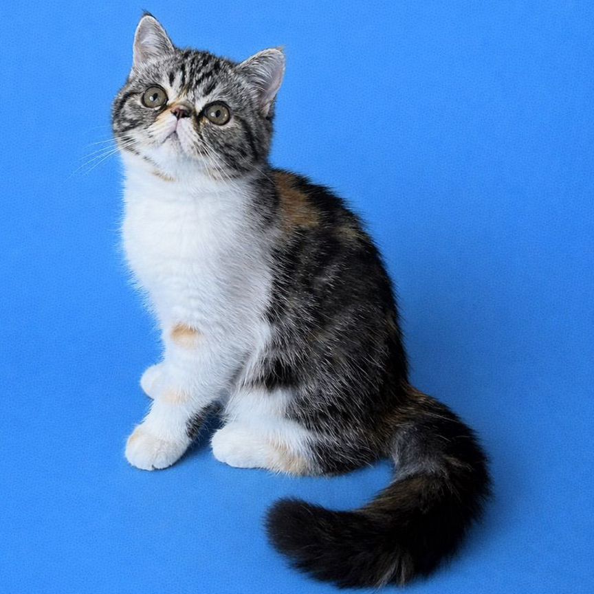 Экзотический короткошёрстный котёнок