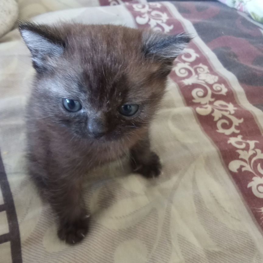 Котенок