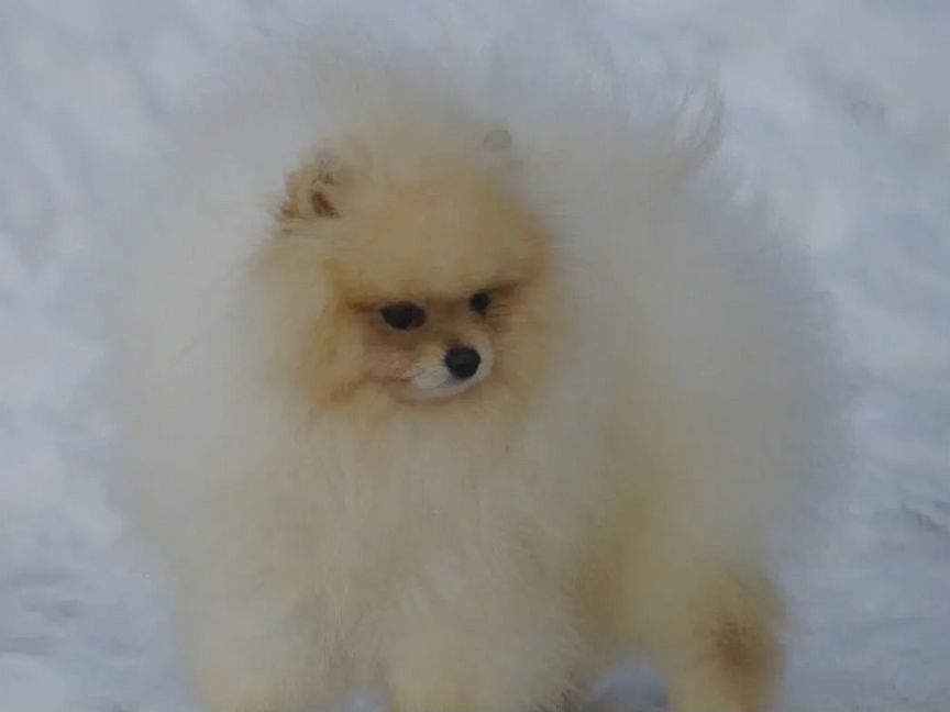 Померанский шпиц медвежьего типа