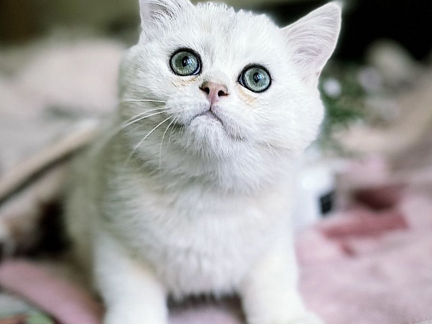 Шотландский котик каспер