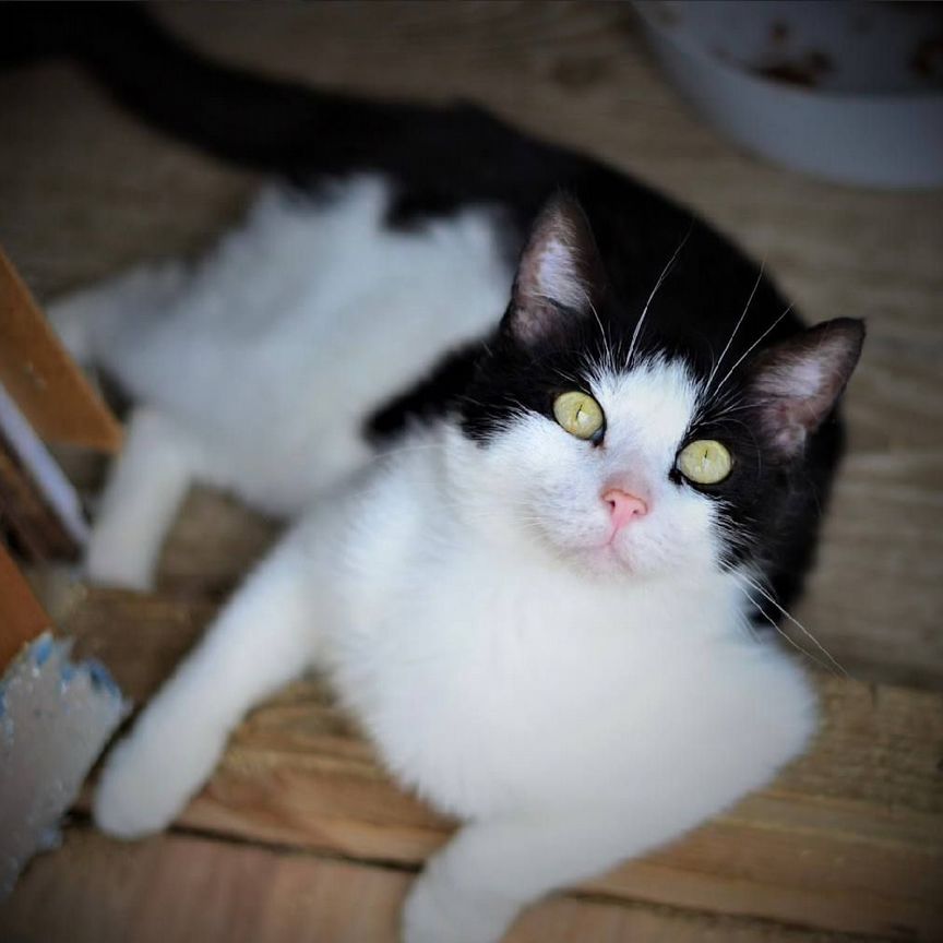 Это настоящий друг