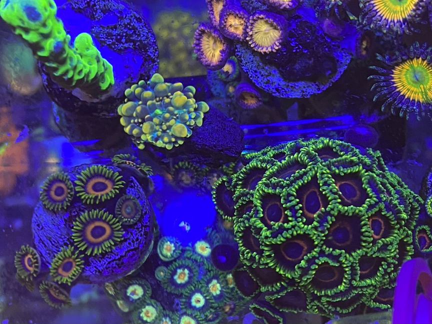 Живые кораллы для морского аквариума